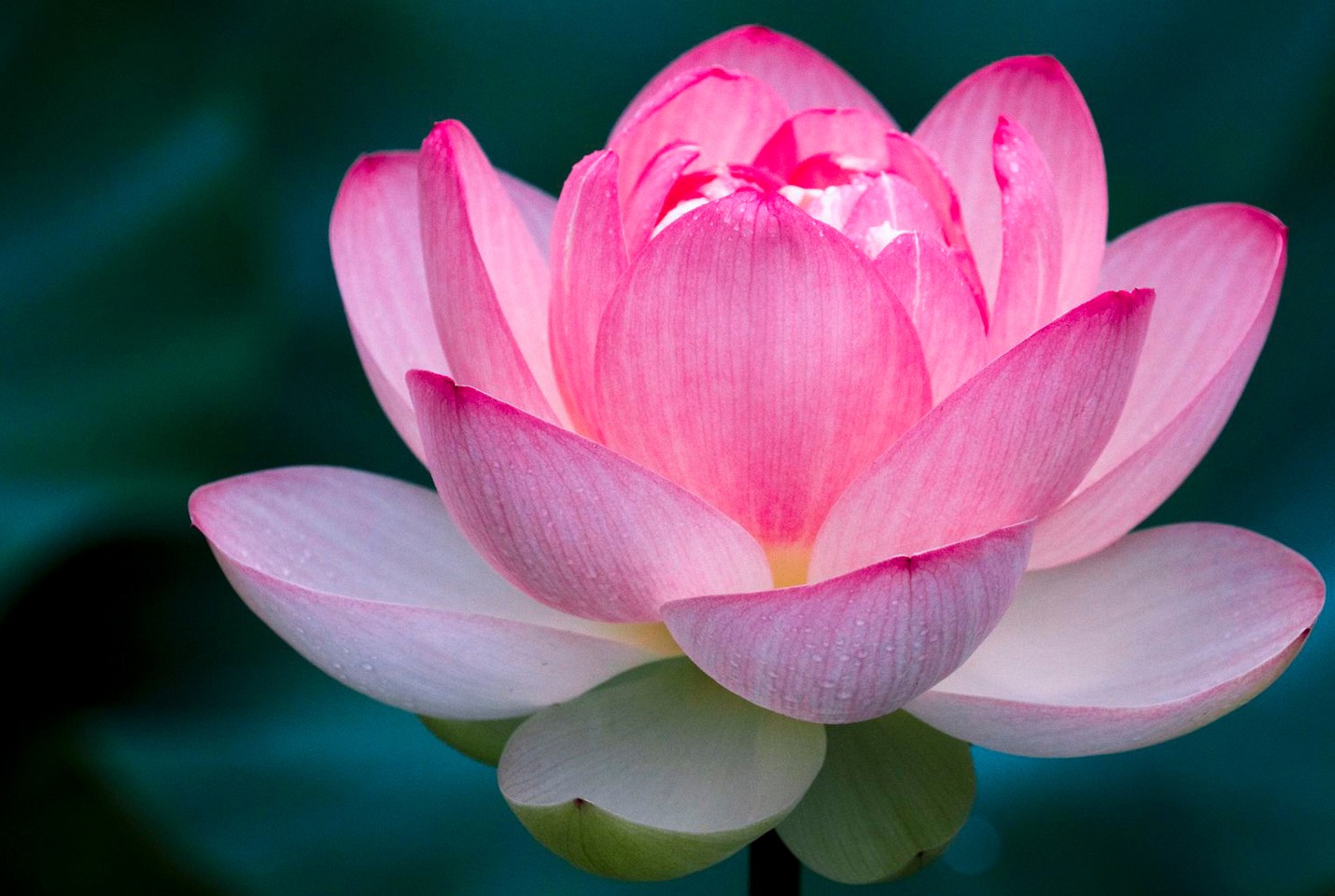 Photos for Duplications – FineArtClasses Tech Portal